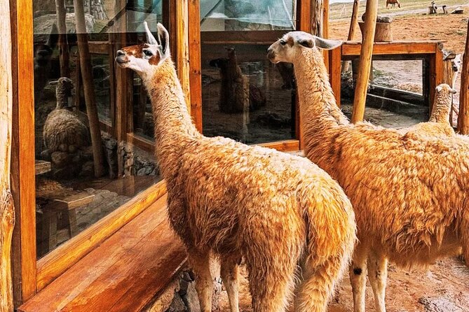 Quad Bikes in Moray and Salineras and Picnic With Llamas - Schedule and Availability