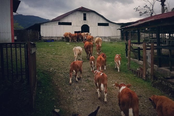 Queveri Horseback Riding Tours - Tour Experience