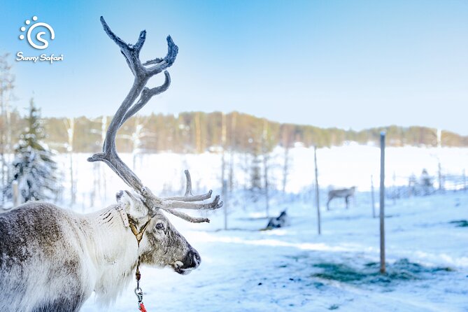 Reindeer Safari in Arctic Wilderness - Insights Into Reindeer Habits and Care