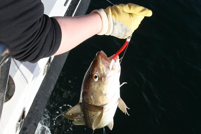 Reykjavik Sea Angling Gourmet - Fishing Grounds and Catch Variety