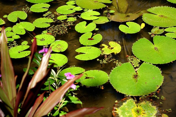 Rio De Janeiro Botanical Garden Tour - Exploring the Botanical Garden