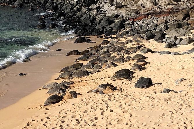 Road to Hana: Full-Day Scenic Drive with Blacksand & Waterfalls - Who Should Consider This Tour?
