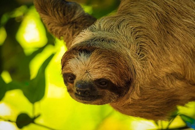 Roatan Zipline Adventure Sloths Safari: ATV Buggy Thrills & Beach - Encounter With Roatans Rescued Wildlife