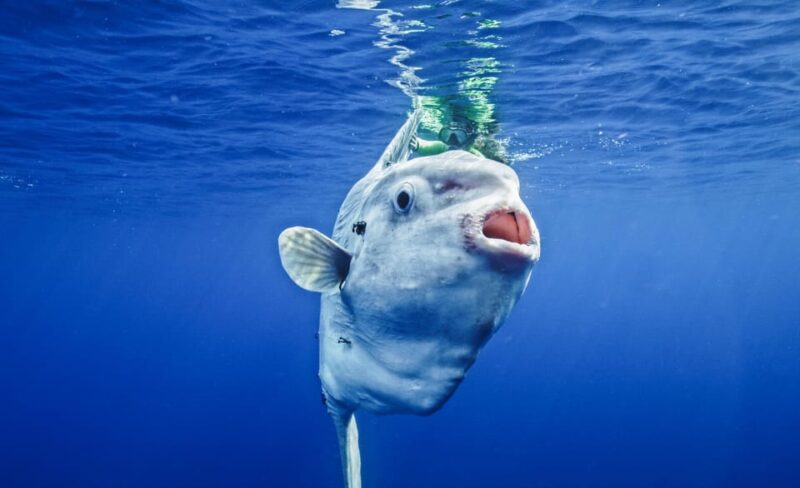 San Diego Ocean Safari: 6-Hour Snorkel Adventure! - Final Thoughts