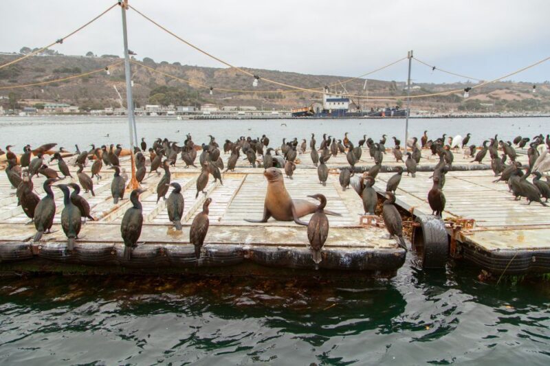 San Diego: SEAL City Tour by Amphibious Bus - The Experience of Driving Into the Water