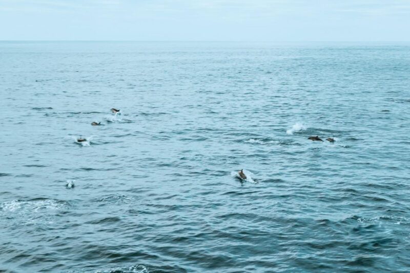 San Diego: Whale and Dolphin Watching Cruise - The Sum Up