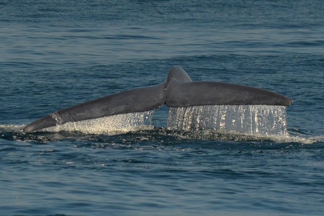 San Diego Whale Watching Tour - Practical Tips for Travelers