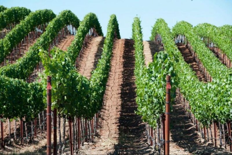 San Francisco: Napa Valley Half-Day Wine Tour with Tastings - Who Will Love This Tour?