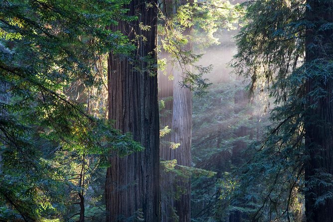 San Francisco Super Saver: Grand City Tour plus Muir Woods & Sausalito Day Trip - What Travelers Are Saying
