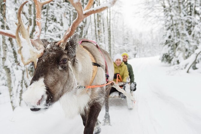 Santas Reindeer & Husky Safari + Santas Pets + Aurora Hunt! - Meeting and Pickup