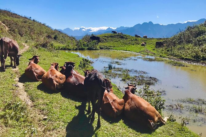 Sapa The Hidden Trail Trek 1 Day - Mountain & Rice Valley - Why You Should Consider This Tour