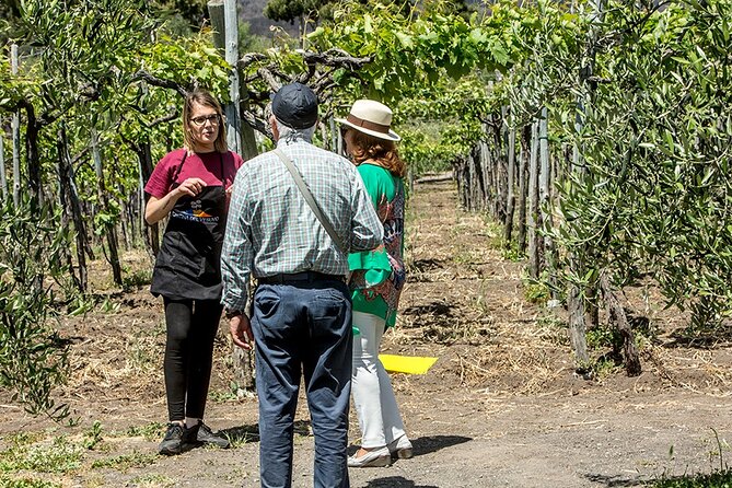 Scenic Wine Tasting & Lunch on the Slopes of Vesuvius From Naples - Pricing and Booking Information