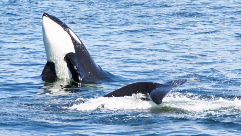 Seattle: Half-Day Wildlife and Whale Watching Cruise - Final Thoughts