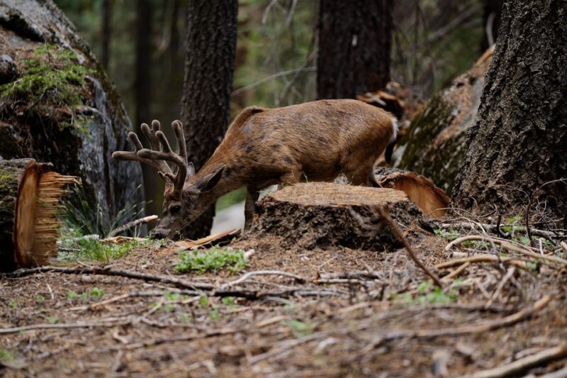 Sequoia National Park: Sherman Tree & Congress Trail Walk - The Physical and Practical Aspects