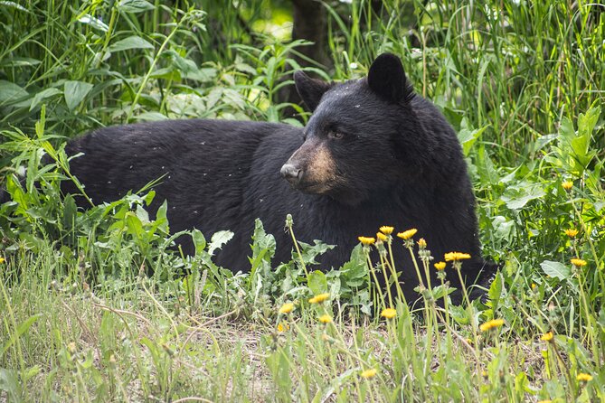 Seward to Anchorage- Post Cruise Curated Wildlife Tour +Transfer - Customer Experiences and Feedback
