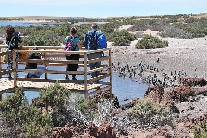 Shore Excursion Punta Tombo Cruise Passengers Puerto Madryn - Tour Logistics and Inclusions
