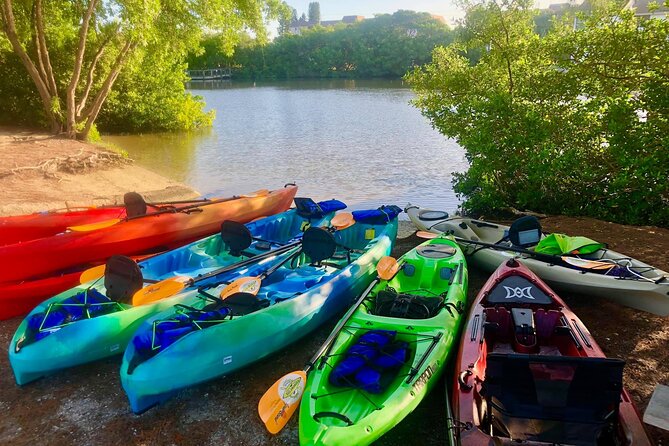 Siesta Key Guided Eco Tour - Wildlife Sightings