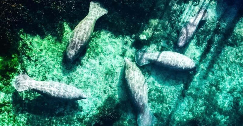 Silver Springs: Clear Kayak Manatee Season Tour - Frequently Asked Questions
