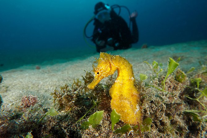 Single Dive for Qualified Divers From Shore, Region Puerto Del Carmen. - Accessibility and Health Considerations