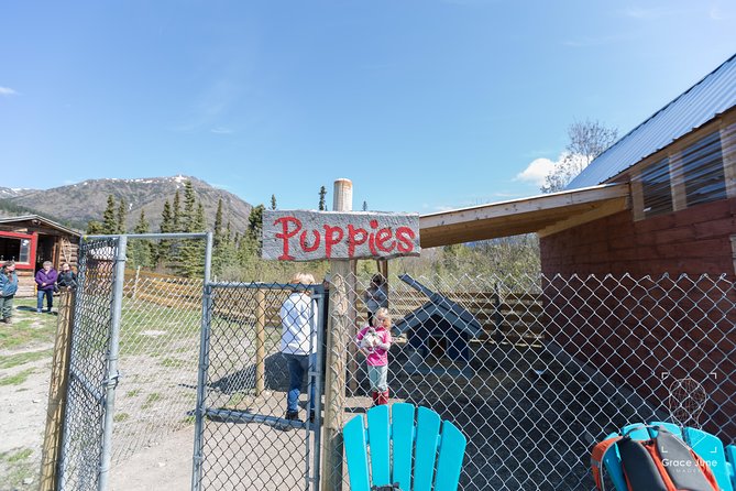 Sled Dog Adventure and Pan for Gold in the Yukon - Interacting With Sled Dog Puppies