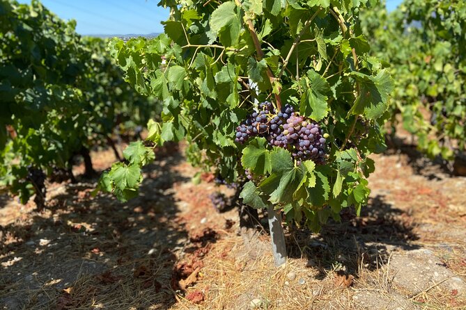 Small Group Guided E-bike Tour in Nices Organic Vineyard - Participant Requirements and Safety