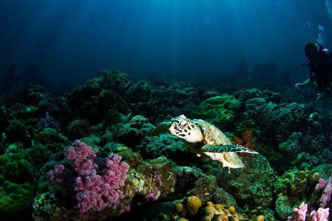 Small Group Snorkeling Expedition South Kona - Who Should Book This Tour?