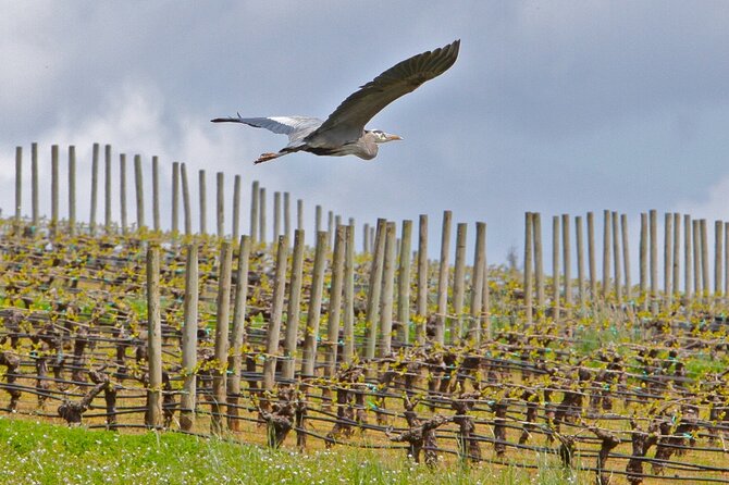 Small Group: Willamette Valley Wine Tour From Portland (Tasting Fees Included) - Meet Your Knowledgeable Guides