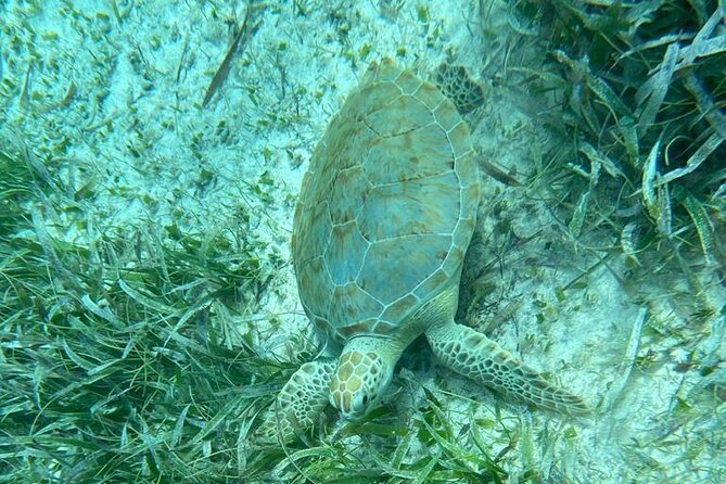 Snorkeling at Hol Chan Marine Reserve & Shark Ray Alley (3.0 Hrs) - Customer Experiences and Feedback