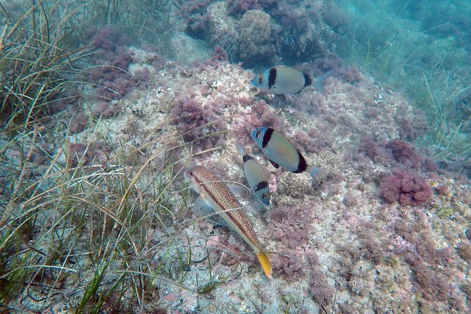 Snorkeling Excursion in Tabarca Island - Transportation and Meeting Point Details