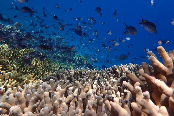 Snorkeling in Menjangan Island with Pickup and Lunch - FAQ: Practical Questions Answered