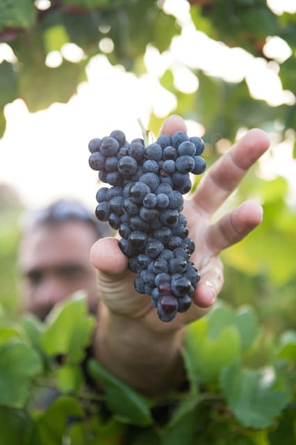 Solvang: Santa Ynez Valley Wine Tours w/ Lunch & Tastings - Final Thoughts