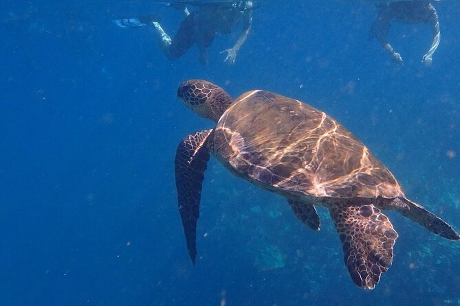 South Shore Turtle Kayak and Snorkel Experience - Practical Details to Know