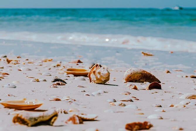 St. Pete Dolphin Watching and Shelling Adventure - Onboard Amenities and Facilities