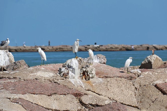 Sunset Dolphin Watch Tour - Who Should Try This Tour?