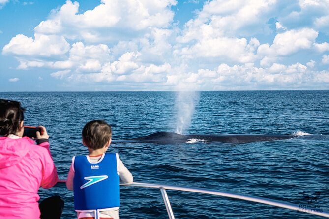 Supreme 2hr Whale/Dolphin Watching Newport Beach, 6 person max - What to Expect During the Tour