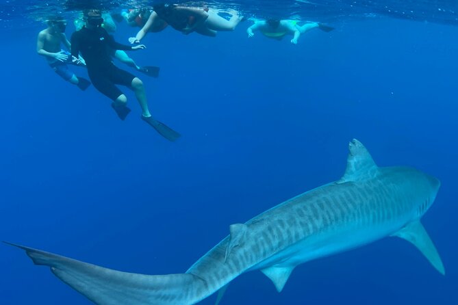 Swim with Sharks Cage-Free from Oahu - Frequently Asked Questions