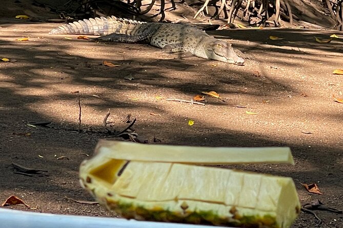 Tamarindo Birdwatching Crocodiles and Monkey Tour - Guided Exploration of the Mangrove Wetlands