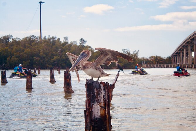 Ten Thousand Island Jet Ski Eco Tour - Marco Island - The Cost and What You Get