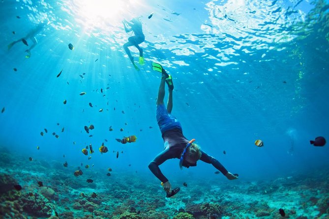 Tenerife Turtle and Snorkel Tour From Costa Adeje - What to Expect