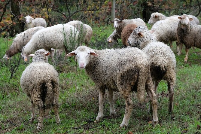 Traditional Cooking Class, Farm Tour & Lunch in the Douro Valley - Accessibility and Recommendations