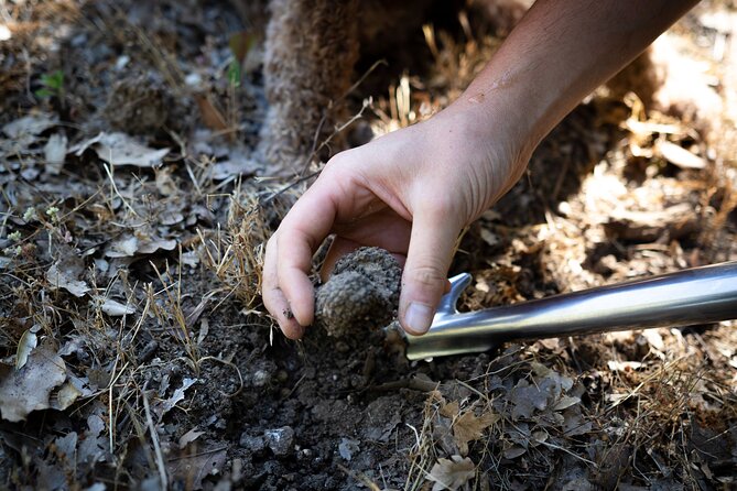Truffle Lunch & Hunting Experience in San Gimignano - Culinary Delights: The Truffle-Inspired Menu