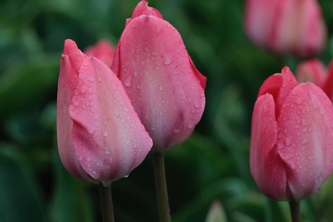 Tulipfields of Holland Tour - Immersive Activities and Cultural Learning