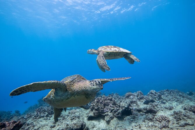Turtle Canyon Waikiki Snorkel Adventure - Participant Requirements and Safety