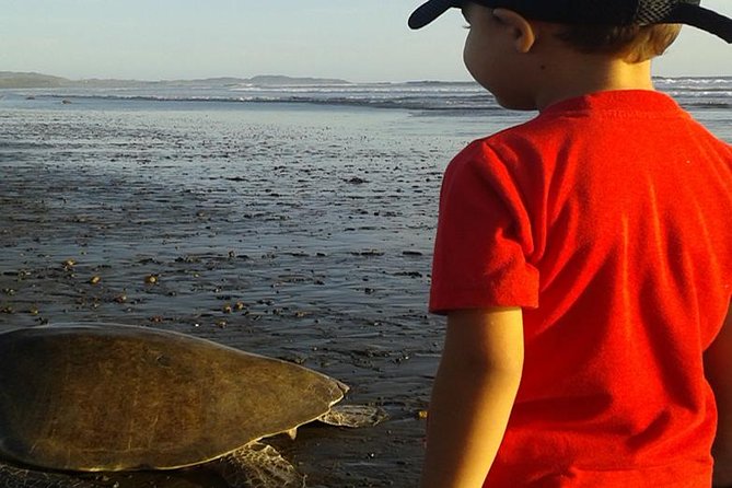Turtle Tour Near Samara Beach - Preparing for the Turtle Tour Experience