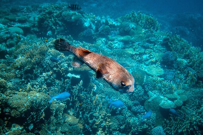 Turtle Town Snorkel with Photo and Video - FAQ about the Turtle Town Snorkel Tour