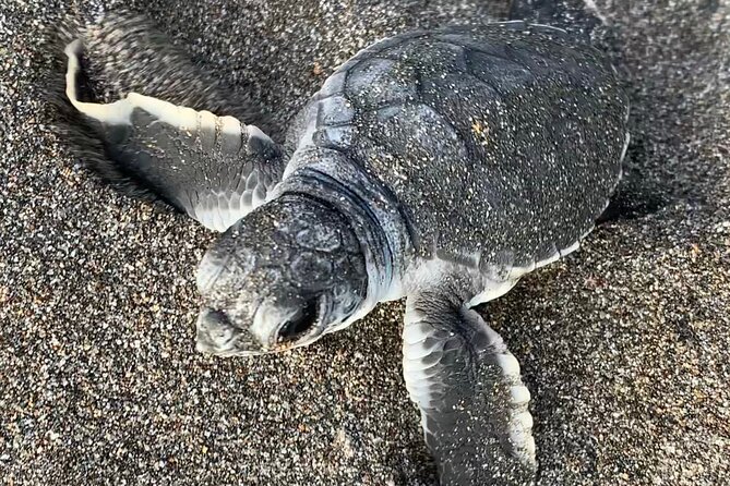 Turtle Watching in Their Natural Habitat in Tortuguero - Highlights of the Turtle Watching Tour