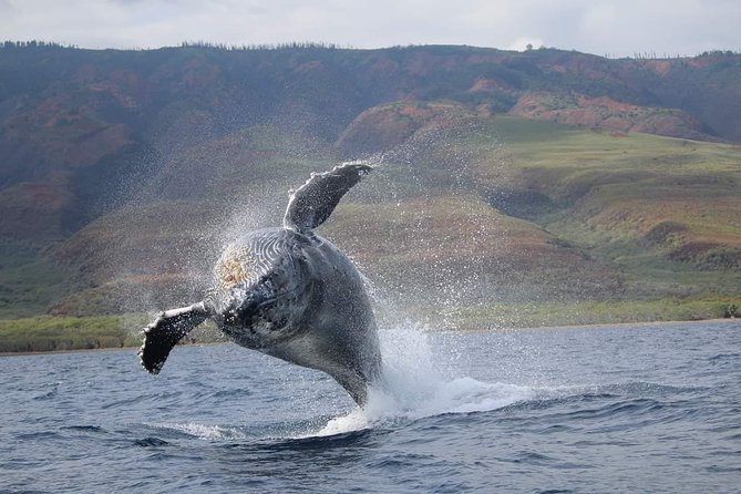 Ultimate 2 Hour Exclusive VIP Whale Watch Tour - Meeting and Pickup Information