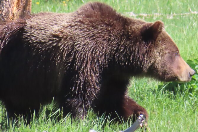 Upper Loop Tour and Lamar Valley From West Yellowstone With Lunch - Guest Experiences and Reviews