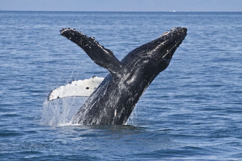 Valdez: 6-Hour Columbia Glacier Cruise - Wildlife Watching and Unique Encounters
