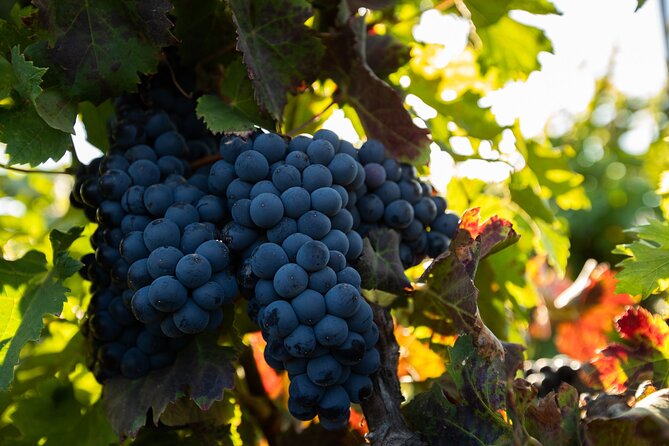 Vineyard Tour With Wine Tasting and Local Products - Wine Tasting at Conatvs Winery